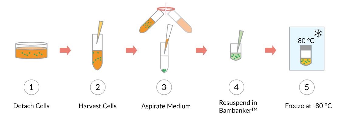 Why should you use Bambanker™ Freezing media? - DKSH (Thailand) Limited